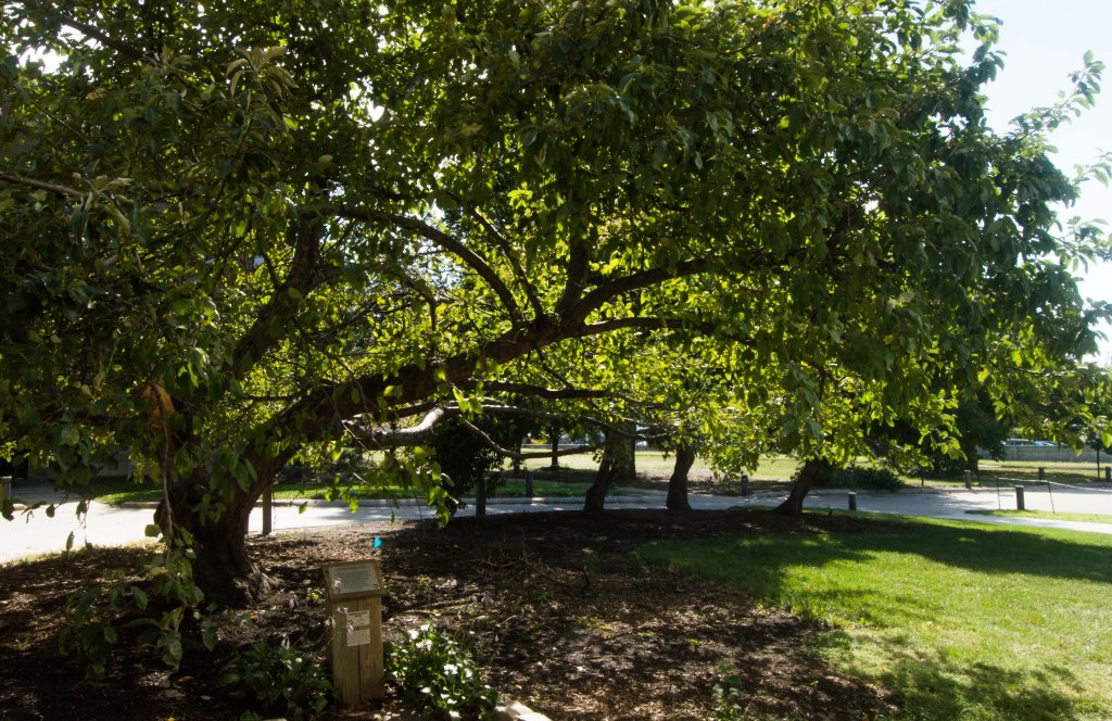 Newton’s Tree – The Apple Tree that Sparked an Epiphany – The Treeographer