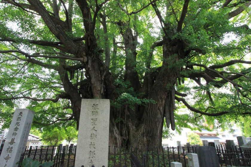 The Oldest Living Thing in Tokyo – The Inverted Ginkgo – The Treeographer