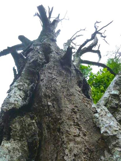 The Clove Tree that Ended a Monopoly – The Treeographer