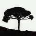 The Treeographer – Every tree has a story