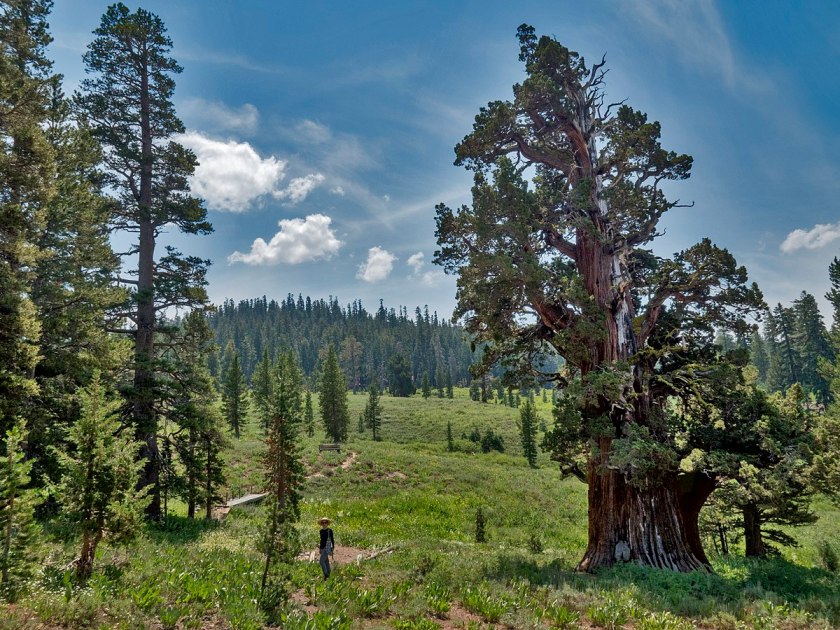 The Bennett Juniper – America’s Oldest Juniper Tree – The Treeographer