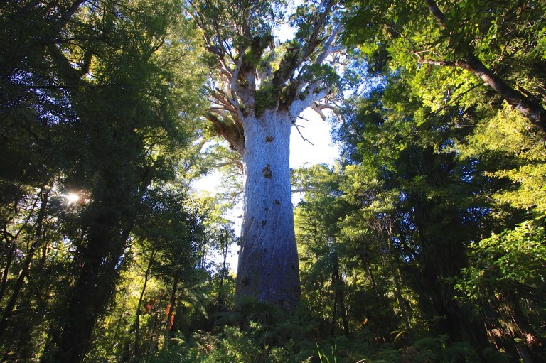 The Lord of the Forest – Tane Mahuta – The Treeographer