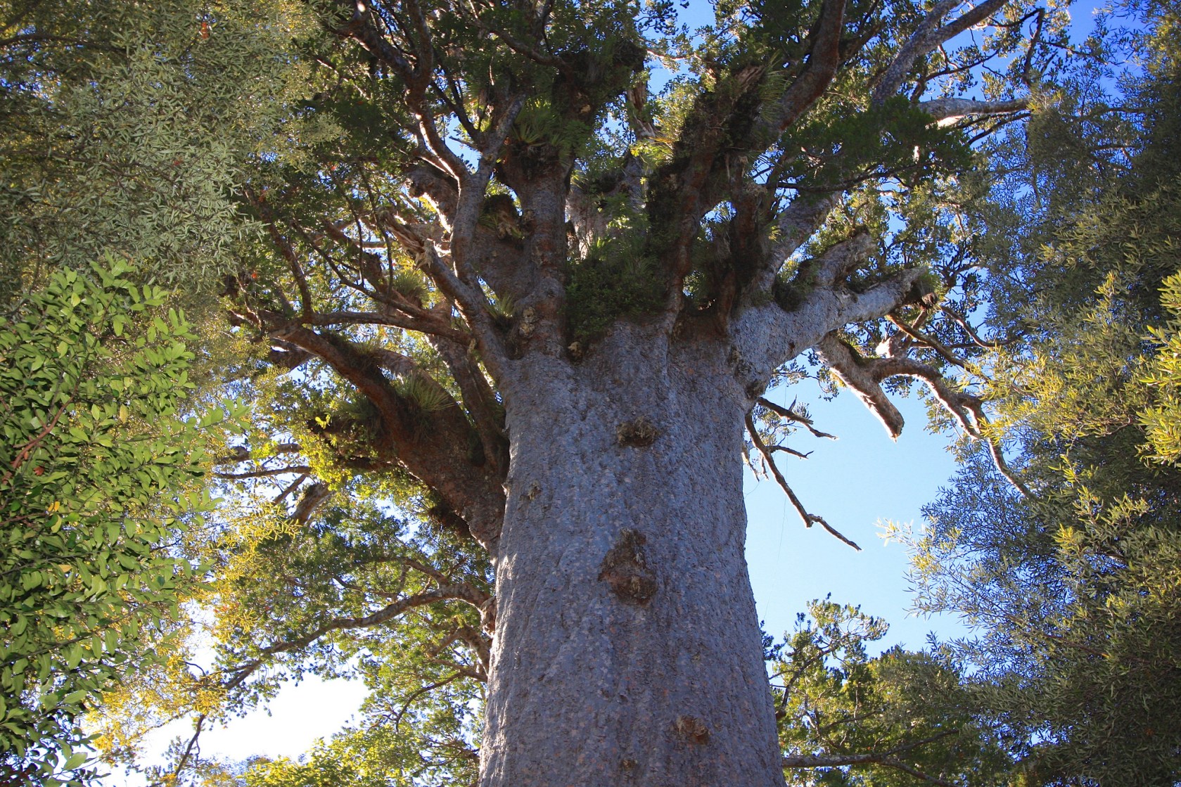 The Lord of the Forest – Tane Mahuta – The Treeographer