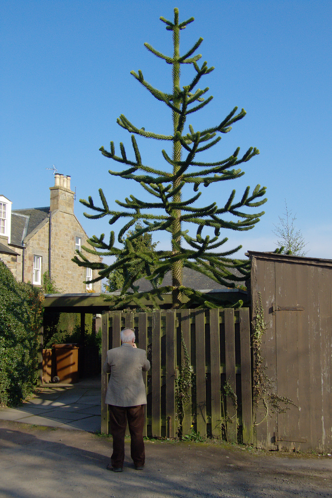 The Not-So-Puzzling History of the Monkey Puzzle Tree – The Treeographer