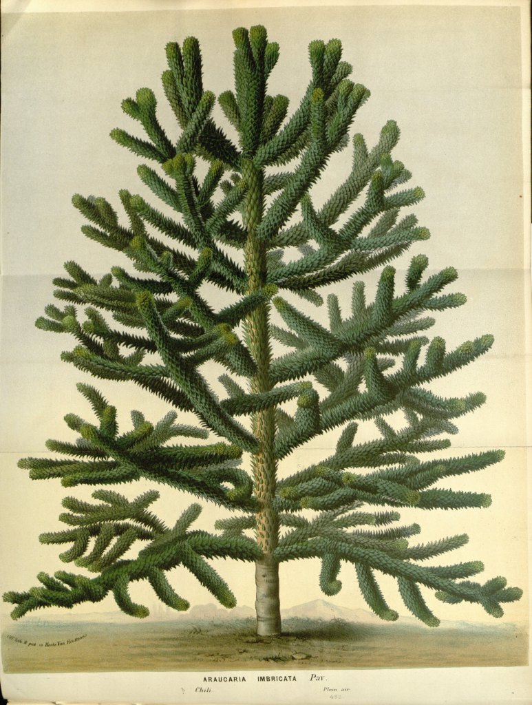 The Not-So-Puzzling History of the Monkey Puzzle Tree – The Treeographer