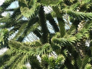 The Not-So-Puzzling History of the Monkey Puzzle Tree – The Treeographer