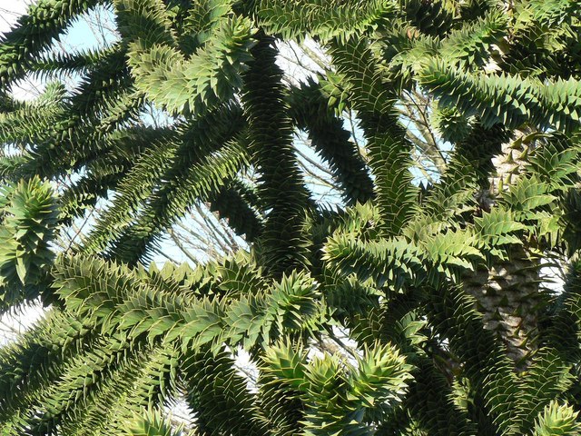 The Not-So-Puzzling History of the Monkey Puzzle Tree – The Treeographer