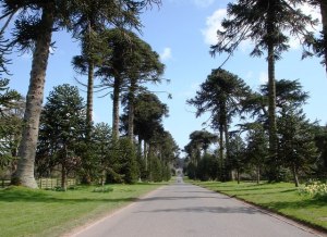 The Not-So-Puzzling History of the Monkey Puzzle Tree – The Treeographer