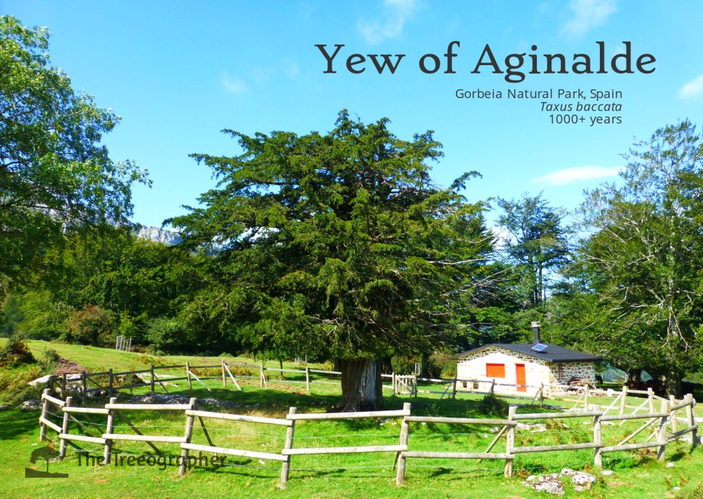 Postcard Post: The Yew of Aginalde – The Treeographer