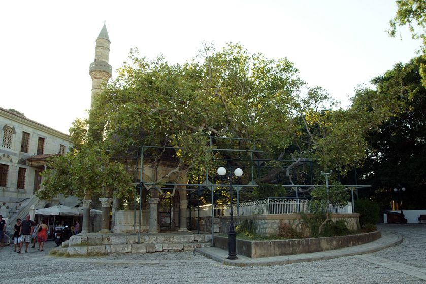 The Tree of Hippocrates – A Living Link to the Father of Medicine – The ...