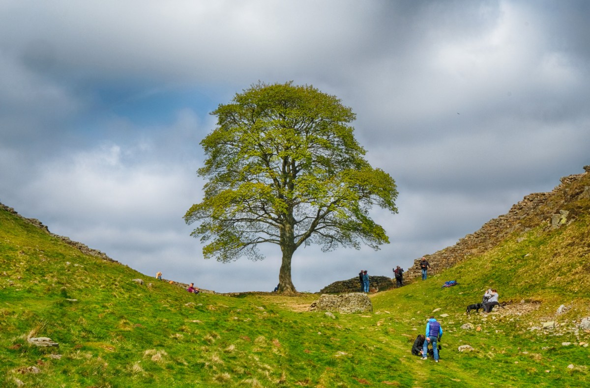 Photo Showdown – The Sycamore Gap – The Treeographer