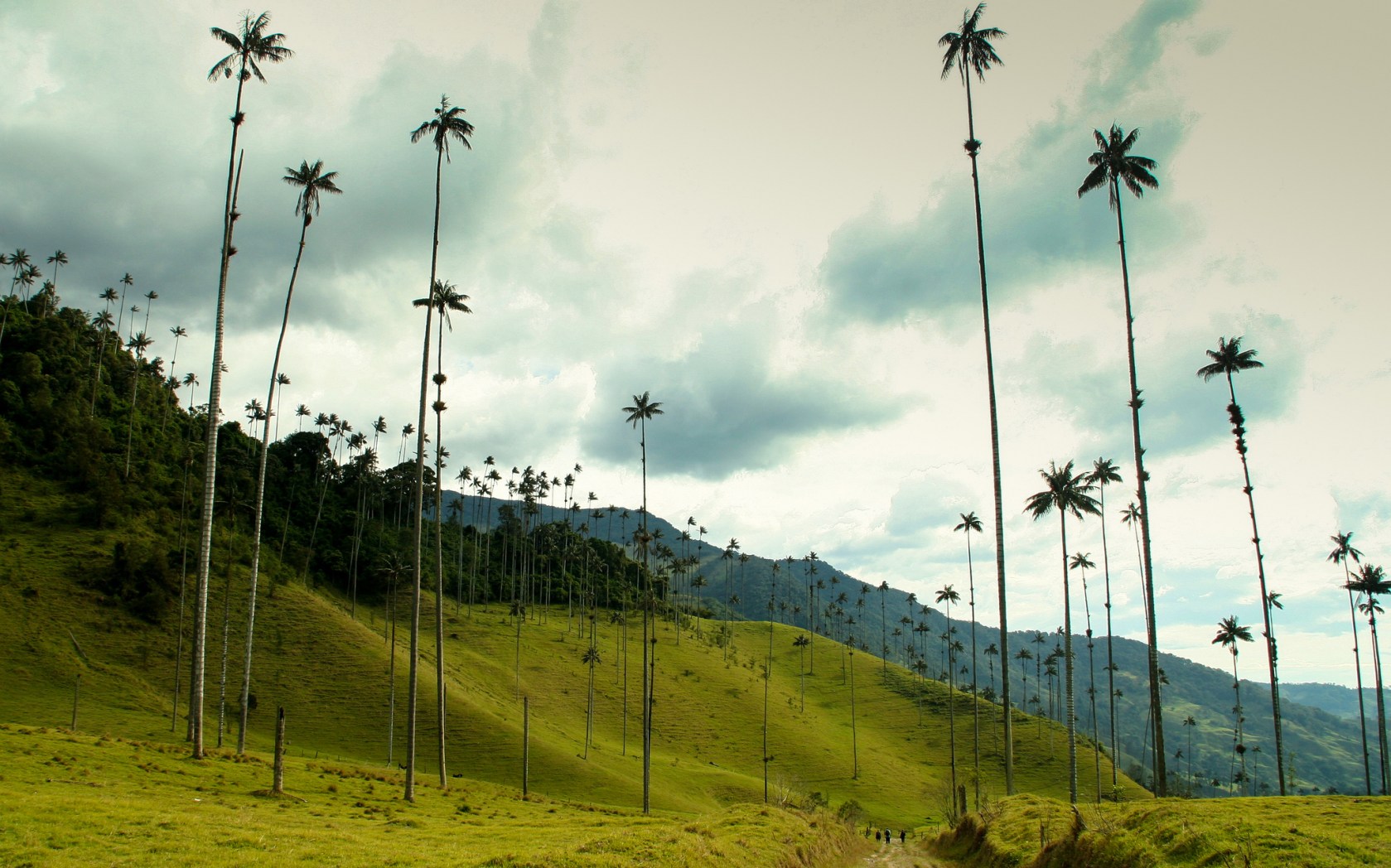 Colombia’s Treasure – the Colossal Wax Palms of Cocora Valley – The ...