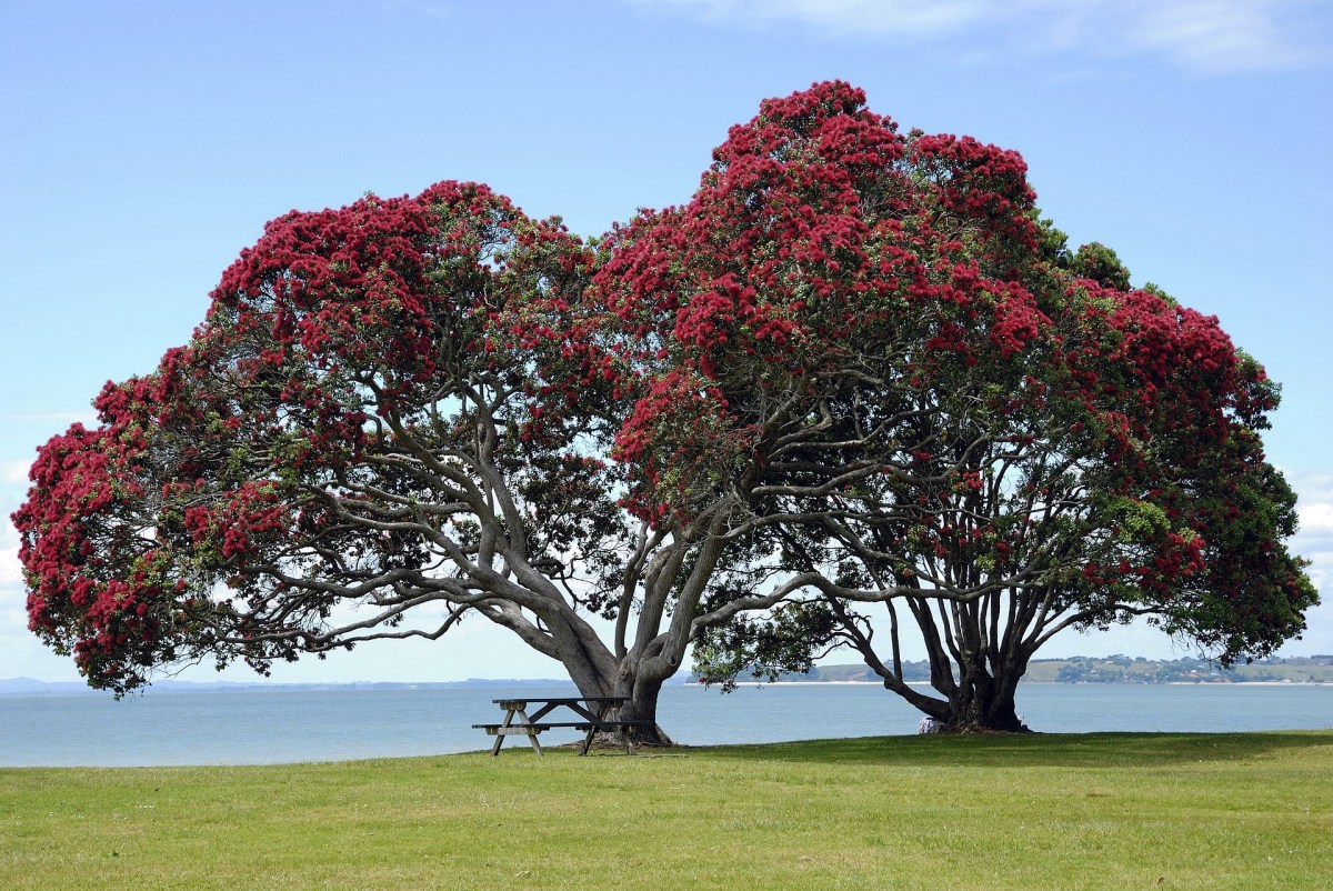 The Kiwi Christmas Tree – New Zealand’s Pohutukawa – The Treeographer