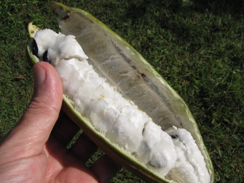 The Inga Trees of South America – Ice Cream that Grows on a Tree – The ...