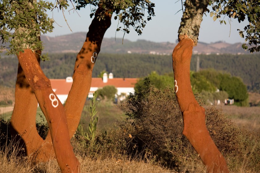 Portugal’s Prize Cork Oak – The Whistler Tree – The Treeographer