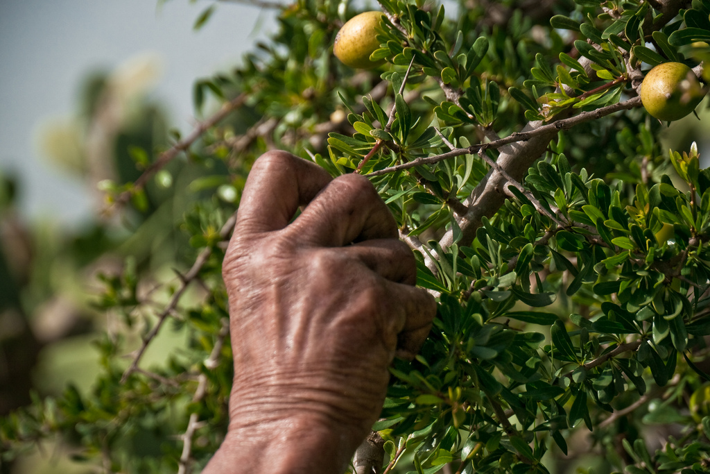 Morocco’s Marvel – The Bountiful Argan Trees – The Treeographer
