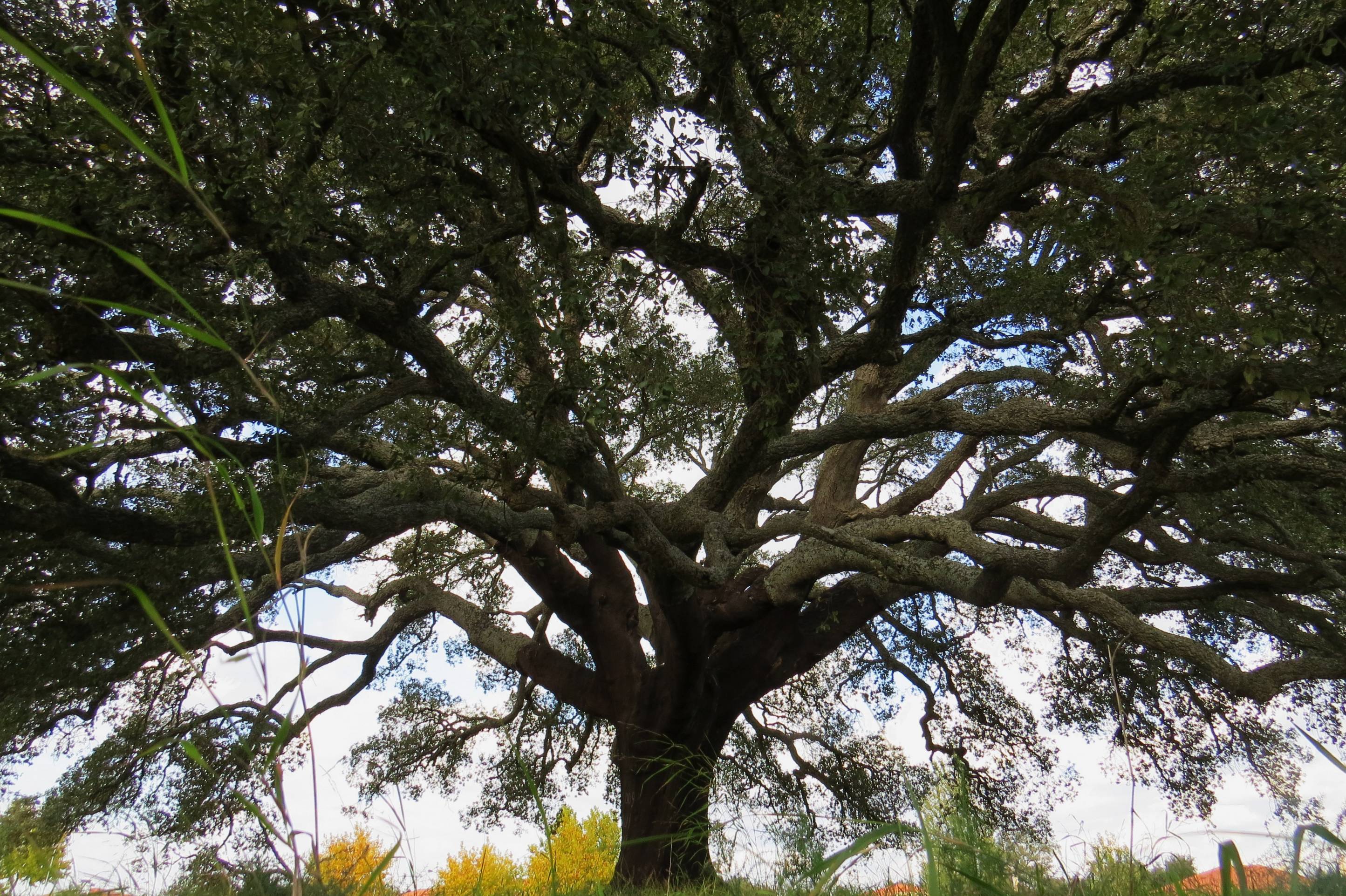 Portugal’s Prize Cork Oak – The Whistler Tree – The Treeographer