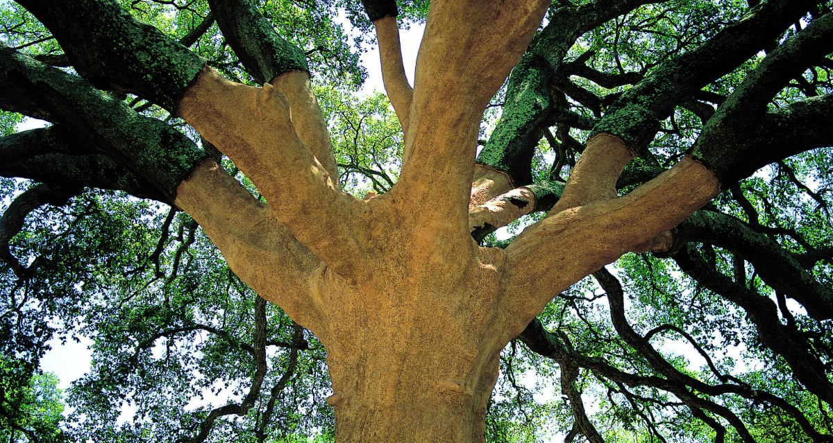 Portugal’s Prize Cork Oak – The Whistler Tree – The Treeographer