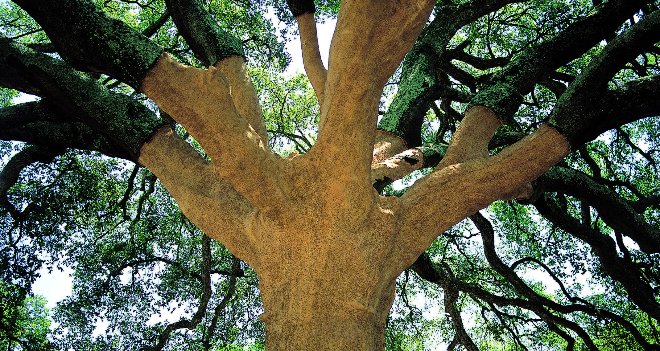Portugal’s Prize Cork Oak – The Whistler Tree – The Treeographer