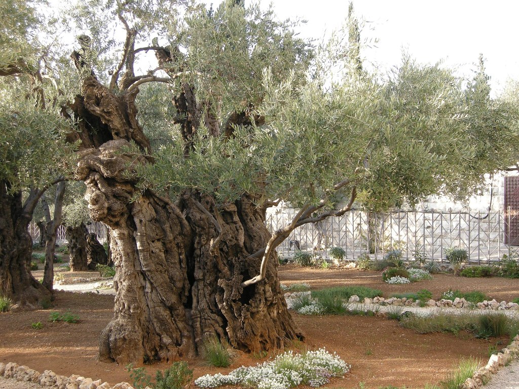 The Biblical Olive Trees – The Garden of Gethsemane – The Treeographer