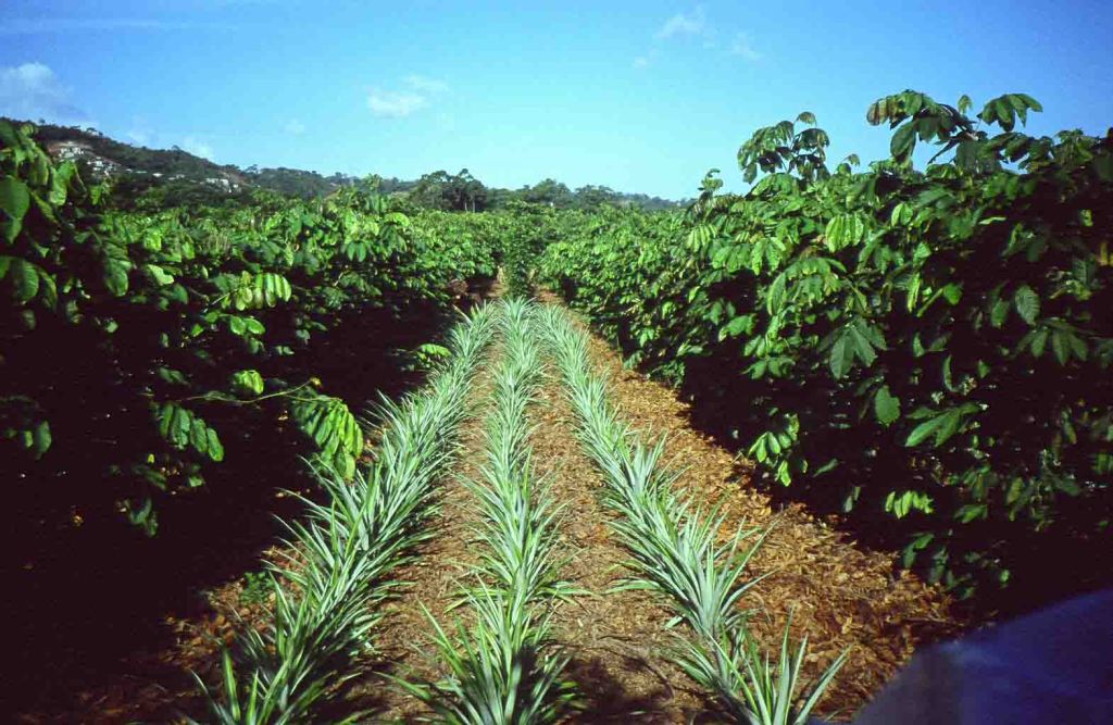 The Inga Trees of South America – Ice Cream that Grows on a Tree – The ...