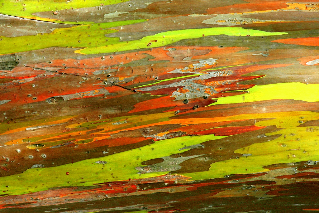 The Philippines’ Most Bizarre Tree – The Rainbow Eucalyptus – The ...