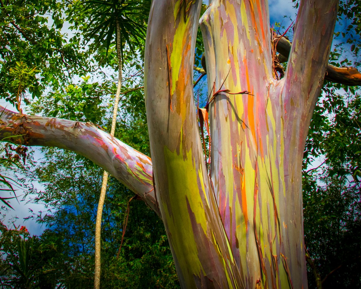 The Philippines’ Most Bizarre Tree – The Rainbow Eucalyptus – The Treeographer