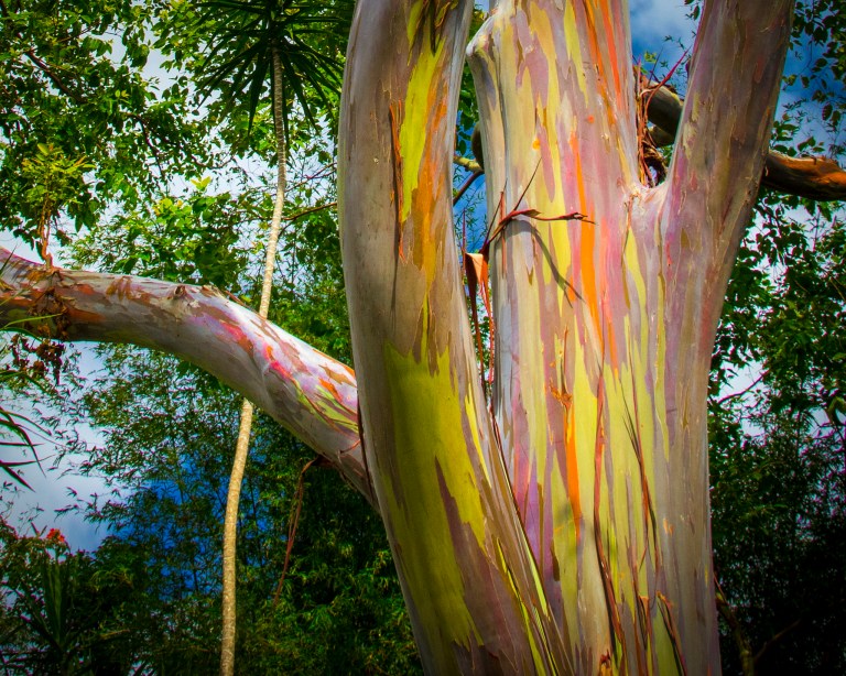 The Philippines’ Most Bizarre Tree – The Rainbow Eucalyptus – The Treeographer