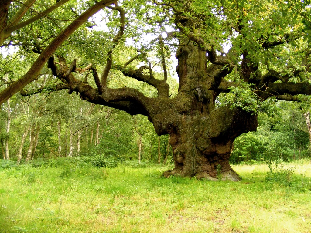 The Major Oak – The Ancient Giant of Sherwood Forest – The Treeographer