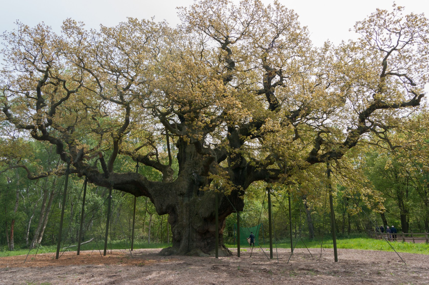 The Major Oak – The Ancient Giant of Sherwood Forest – The Treeographer