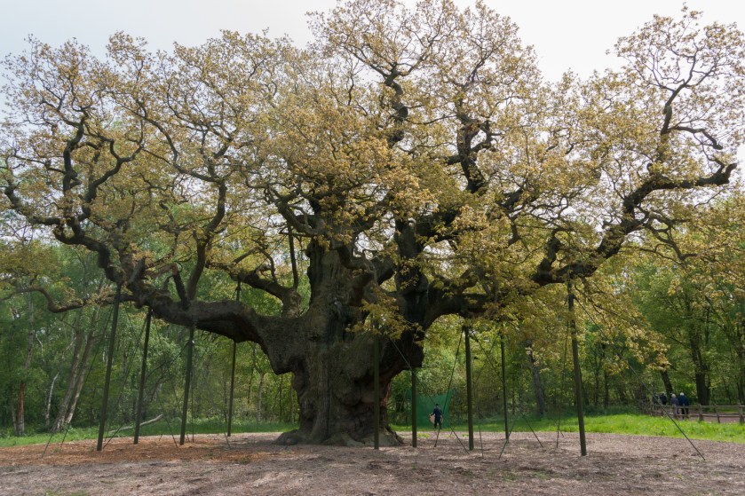 The Major Oak – The Ancient Giant of Sherwood Forest – The Treeographer