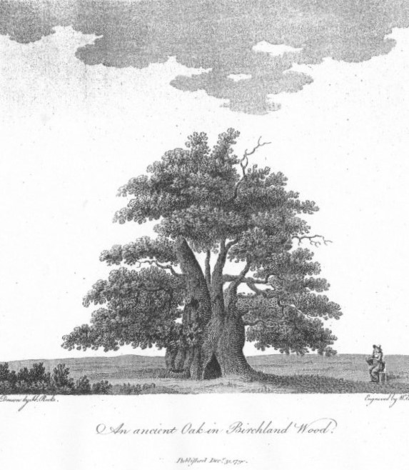The Major Oak – The Ancient Giant of Sherwood Forest – The Treeographer