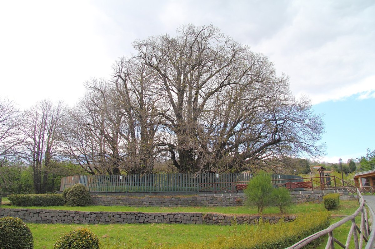 The Oldest and Largest Chestnut Tree in the World – The Hundred Horse ...