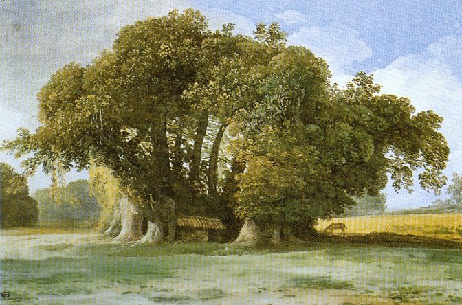 The Oldest and Largest Chestnut Tree in the World – The Hundred Horse ...