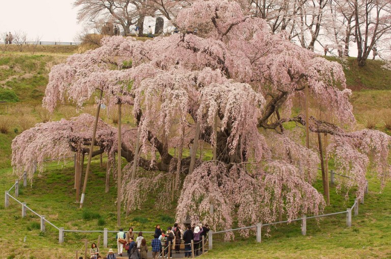 The Oldest Cherry Blossom Tree in Japan – Jindai-zakura – The Treeographer