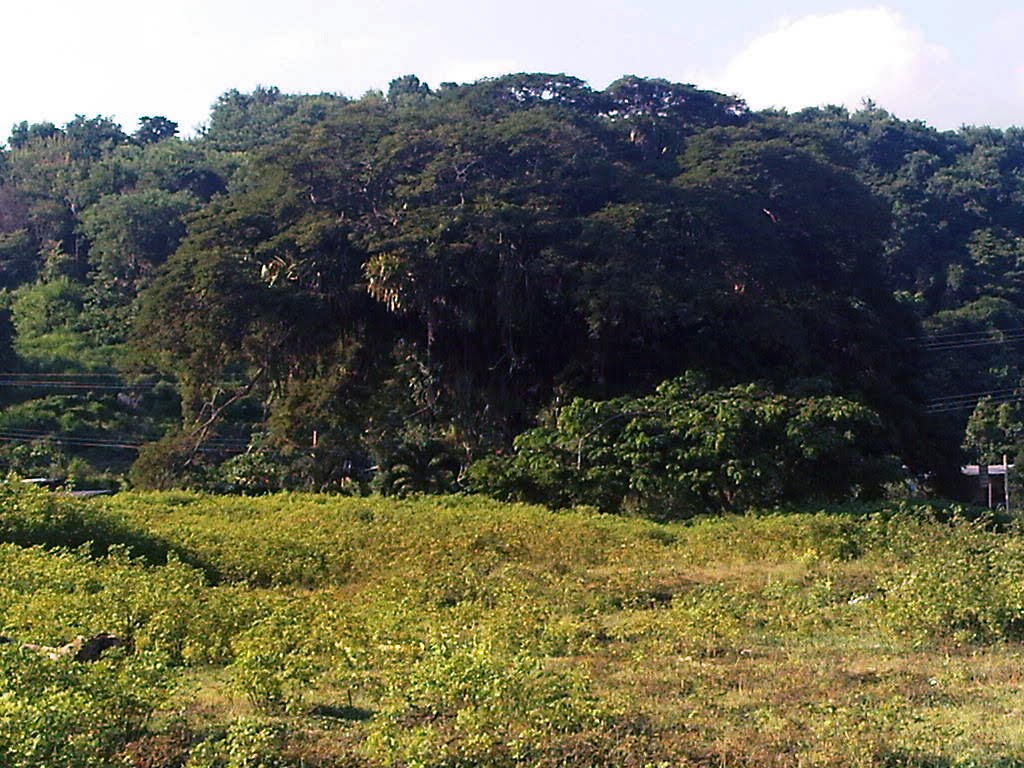 The Real Swiss Family Robinson Treehouse in Tobago – The Treeographer