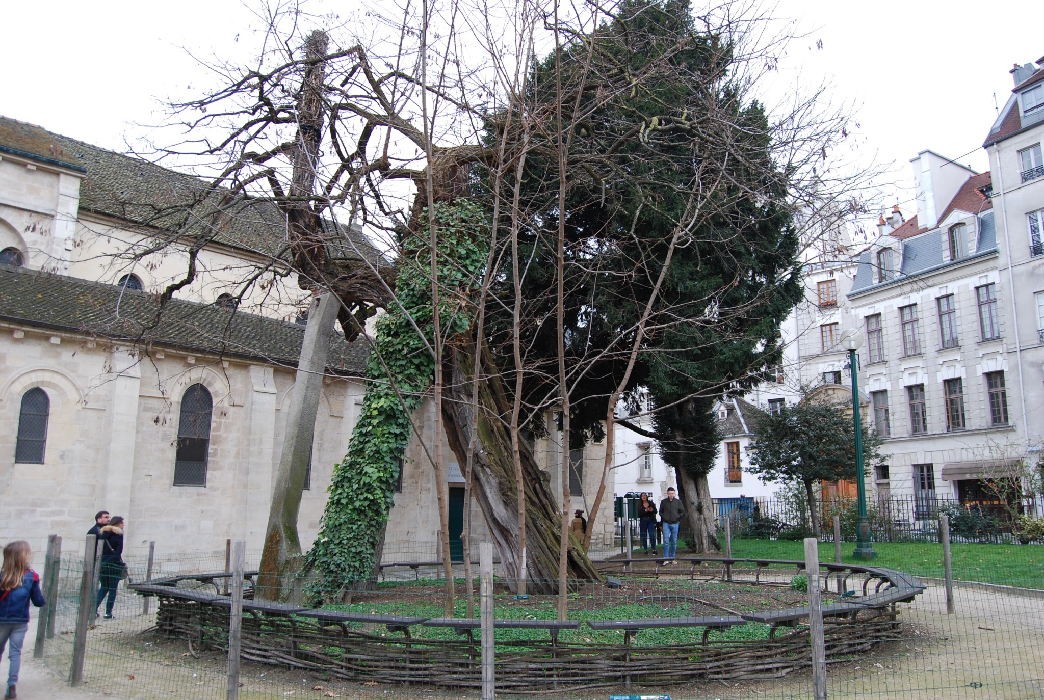 The Oldest Tree in Paris – The Robinia Tree of Square René Viviani ...