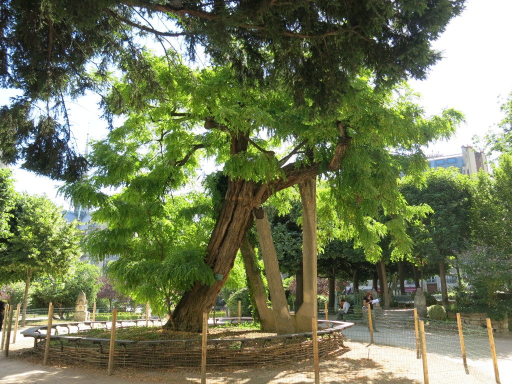 The Oldest Tree in Paris – The Robinia Tree of Square René Viviani – The Treeographer