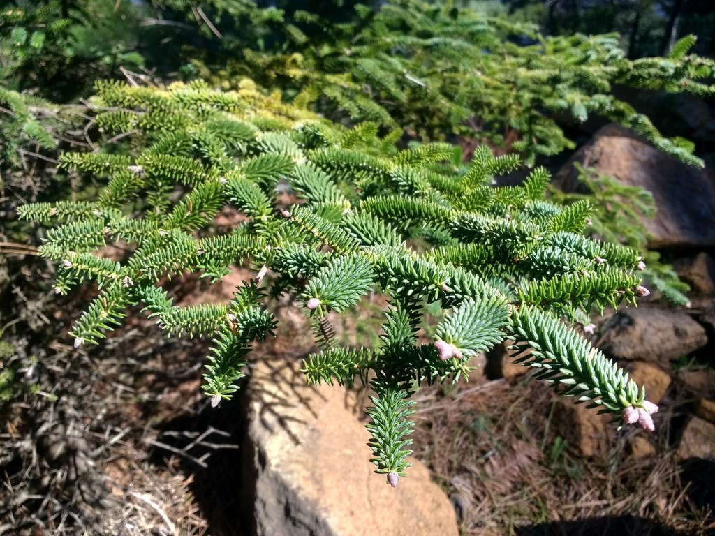 The Pinsapos of Sierra Bermeja – A Refuge for the Rare Fir Trees – The ...