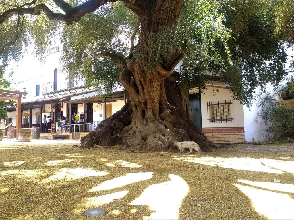 Acebuches de El Rocio – Much more than ‘just’ wild olive trees – The Treeographer