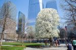 The 9/11 Survivor Tree – The history of memorial trees and groves – The ...