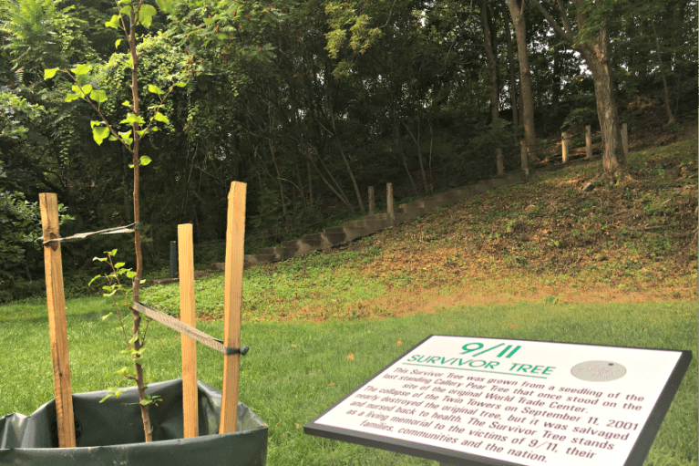 The 9/11 Survivor Tree – The history of memorial trees and groves – The ...